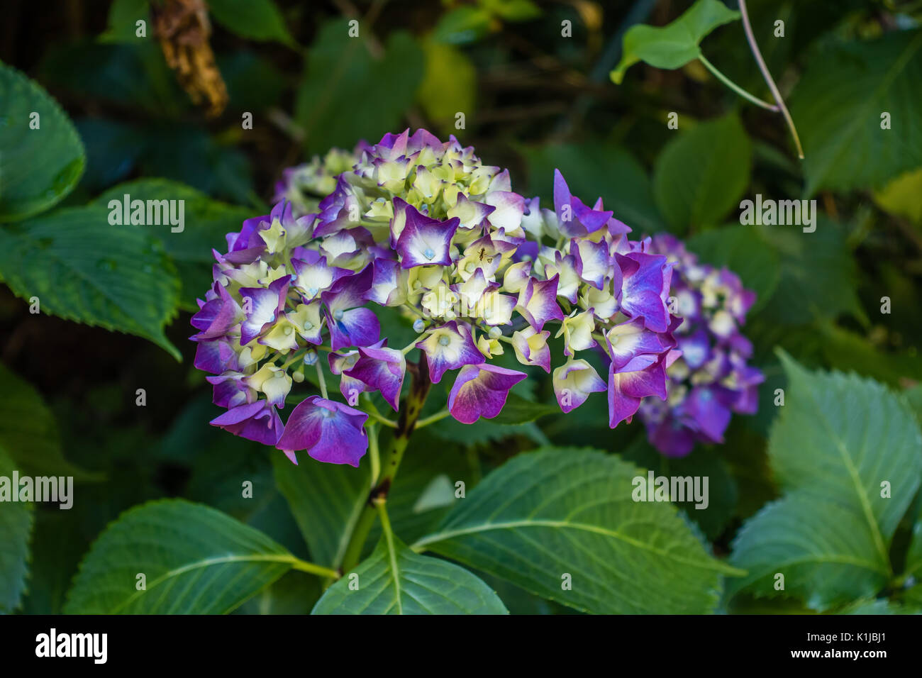 A closeup view of deep purple Hydrangea flowers Stock Photo - Alamy