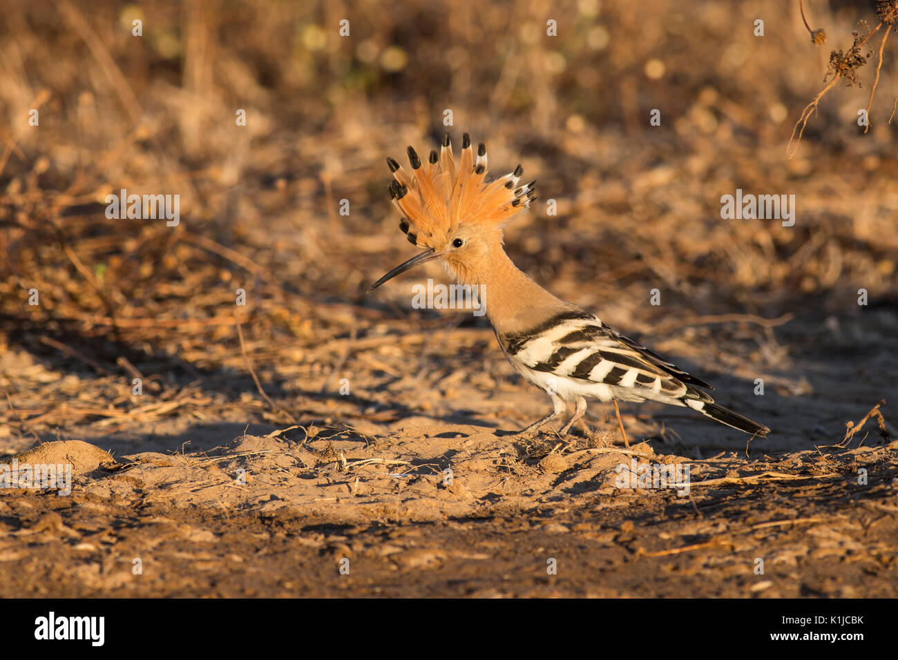 Insects on forest ground hi-res stock photography and images - Alamy