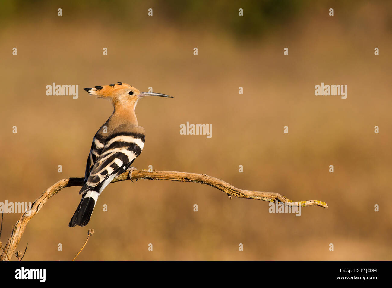 Black hoopoe hi-res stock photography and images - Alamy
