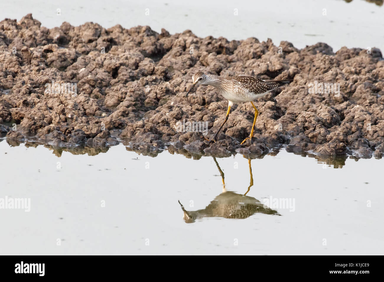 Greater yellowlegs bird at Vancouver BC Canada Stock Photo - Alamy