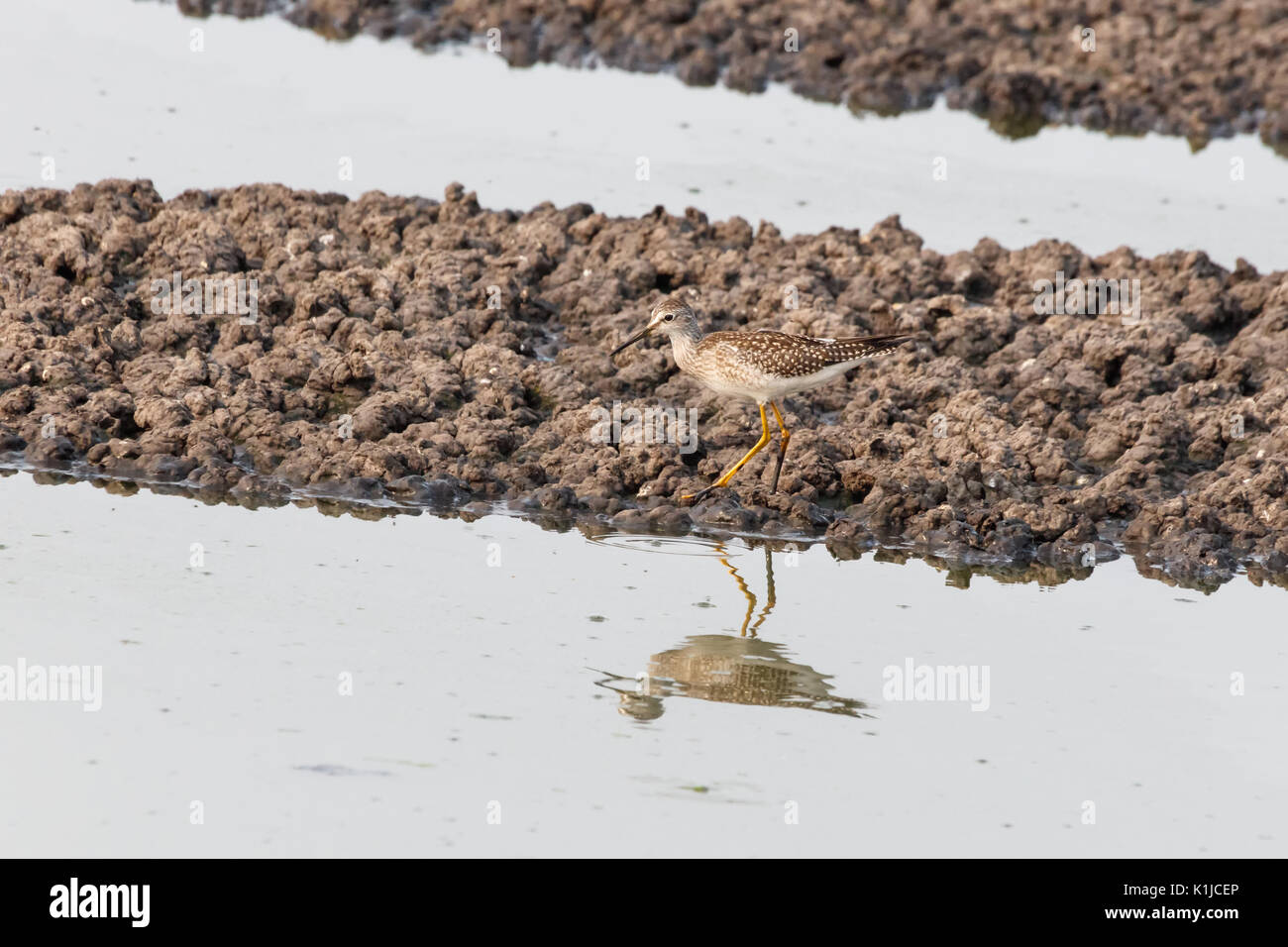 Greater yellowlegs bird at Vancouver BC Canada Stock Photo - Alamy