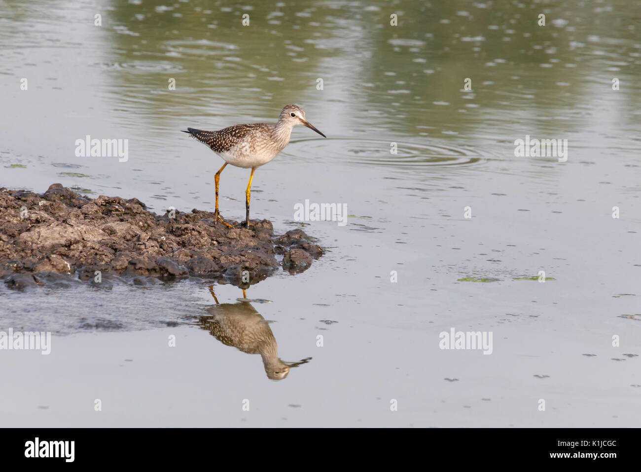Greater yellowlegs bird at Vancouver BC Canada Stock Photo - Alamy