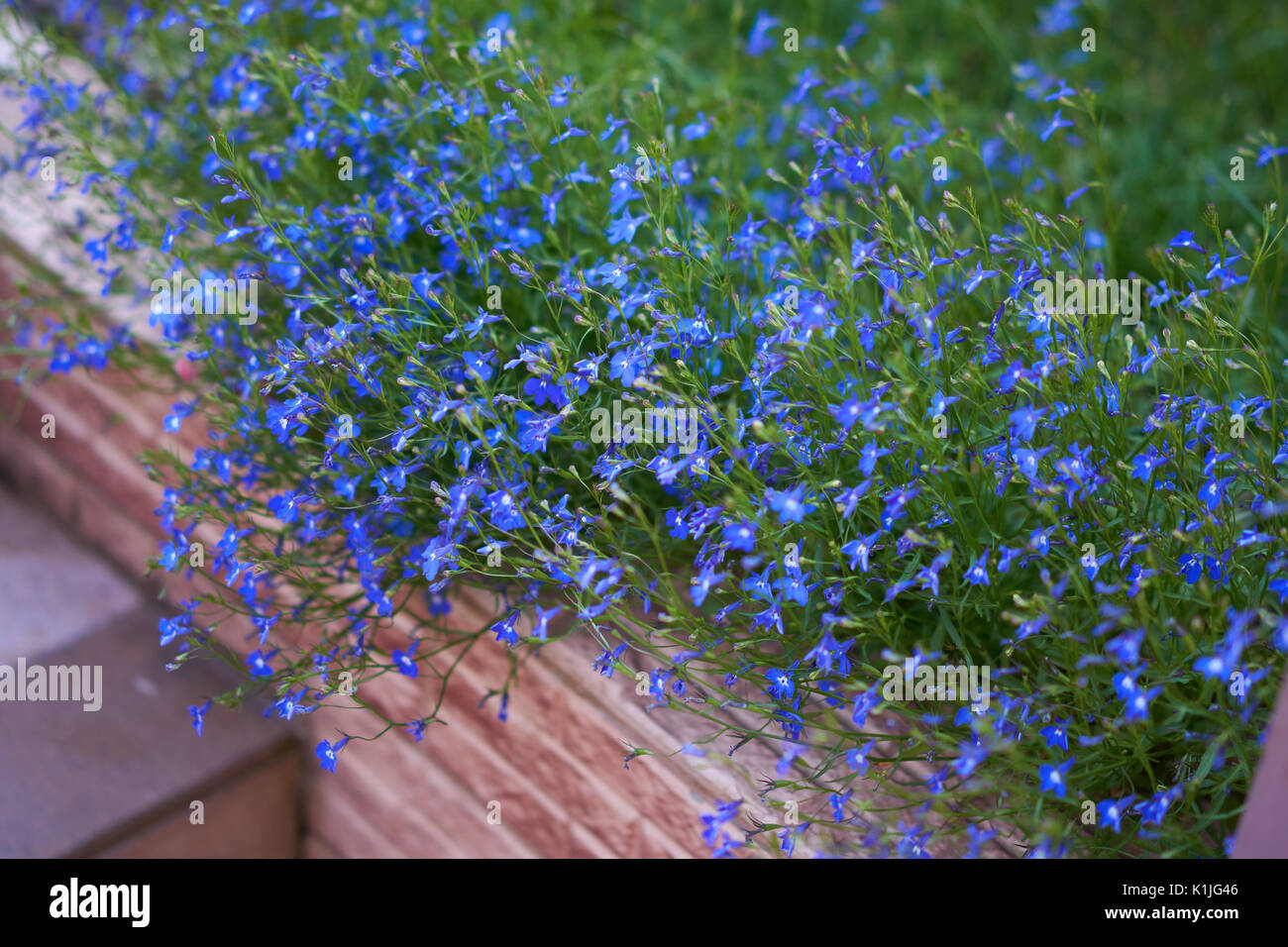 Bed of lobelia hi-res stock photography and images - Alamy