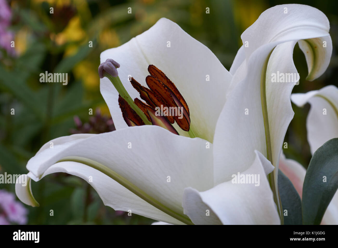 One white lily hi-res stock photography and images - Alamy