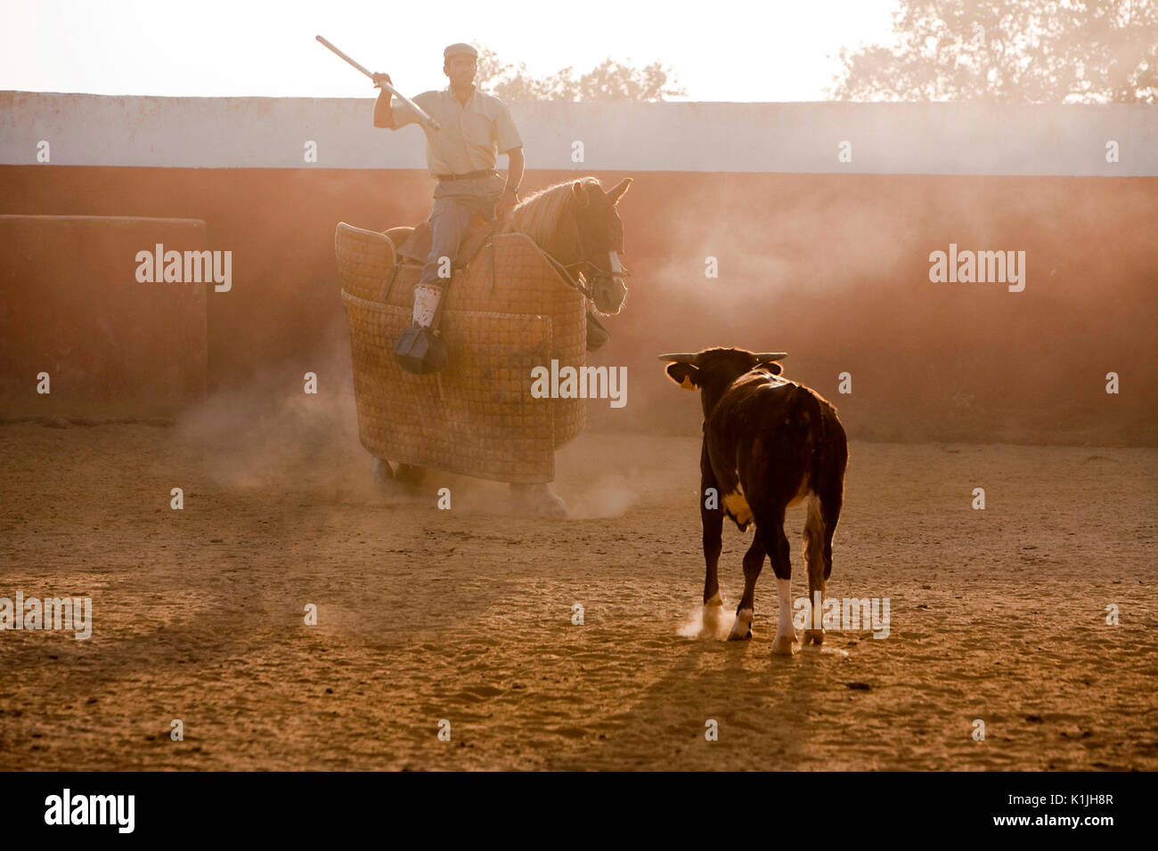 Picador bullfighter, lancer whose job it is to weaken bull's neck ...
