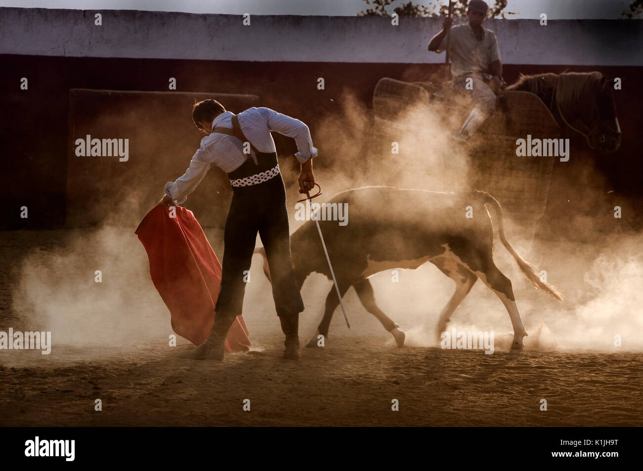 Spanish toreador fighting a heifer during one summer evening in a ...