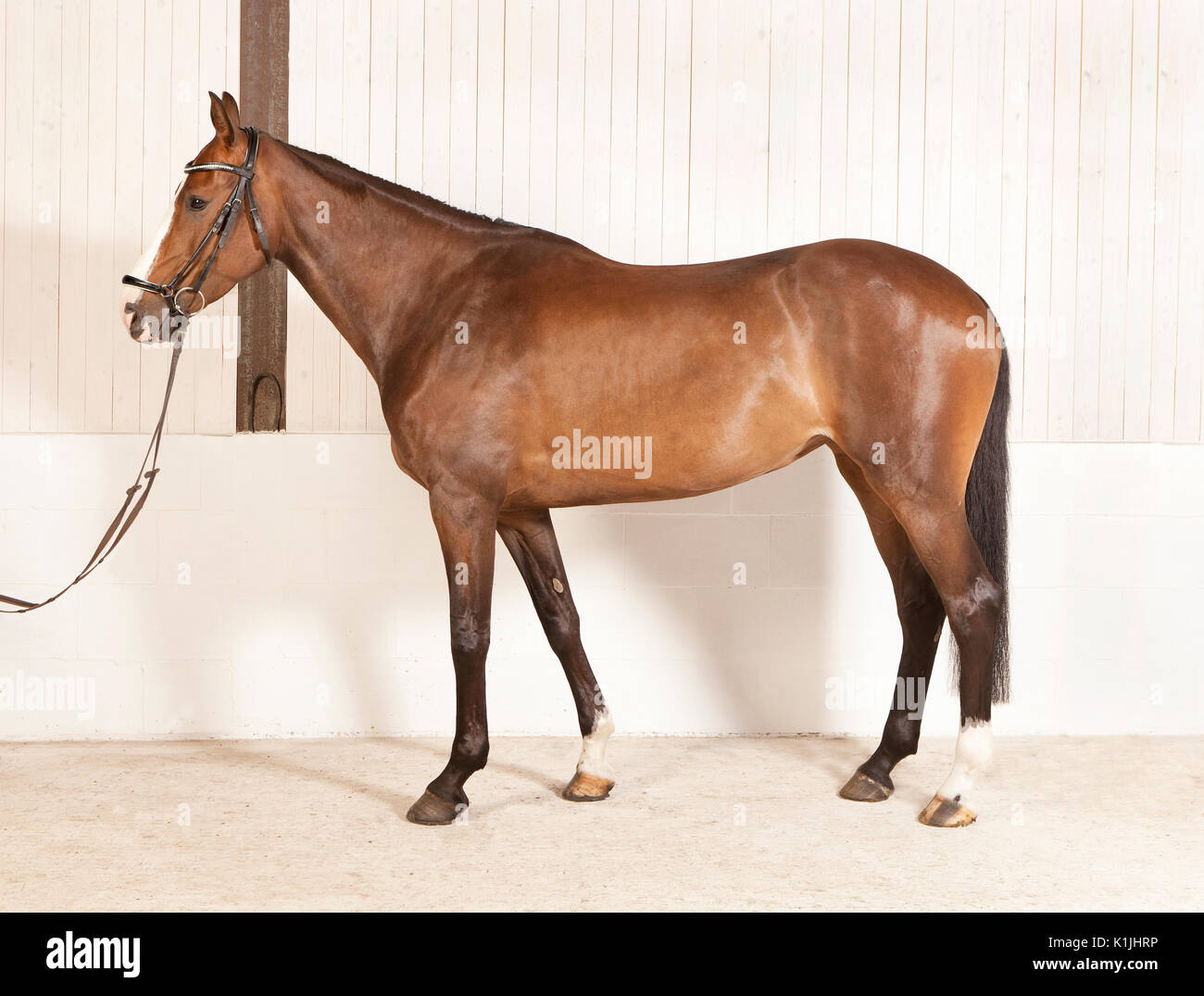 A brown riding horse with bridle and beautiful top line against a white ...