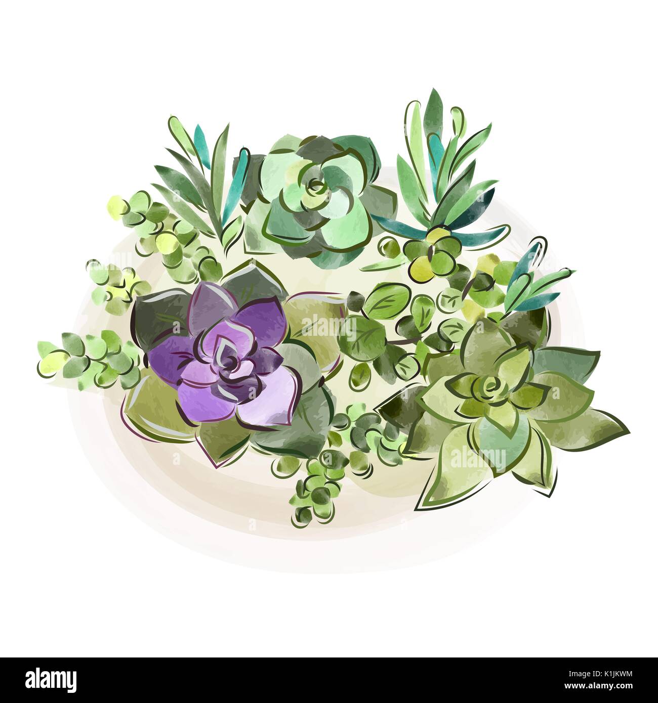 Vector illustration. Watercolor collection of succulents for design ...