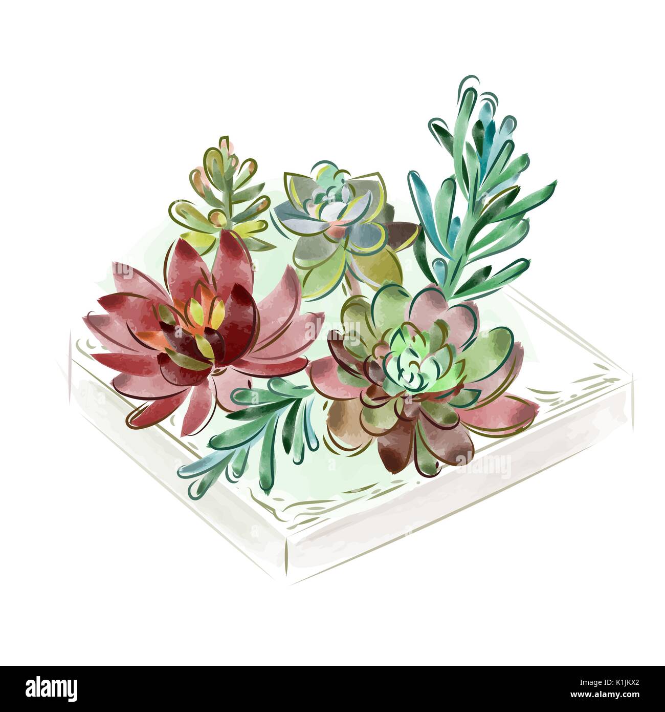 Vector illustration. Watercolor collection of succulents for design ...