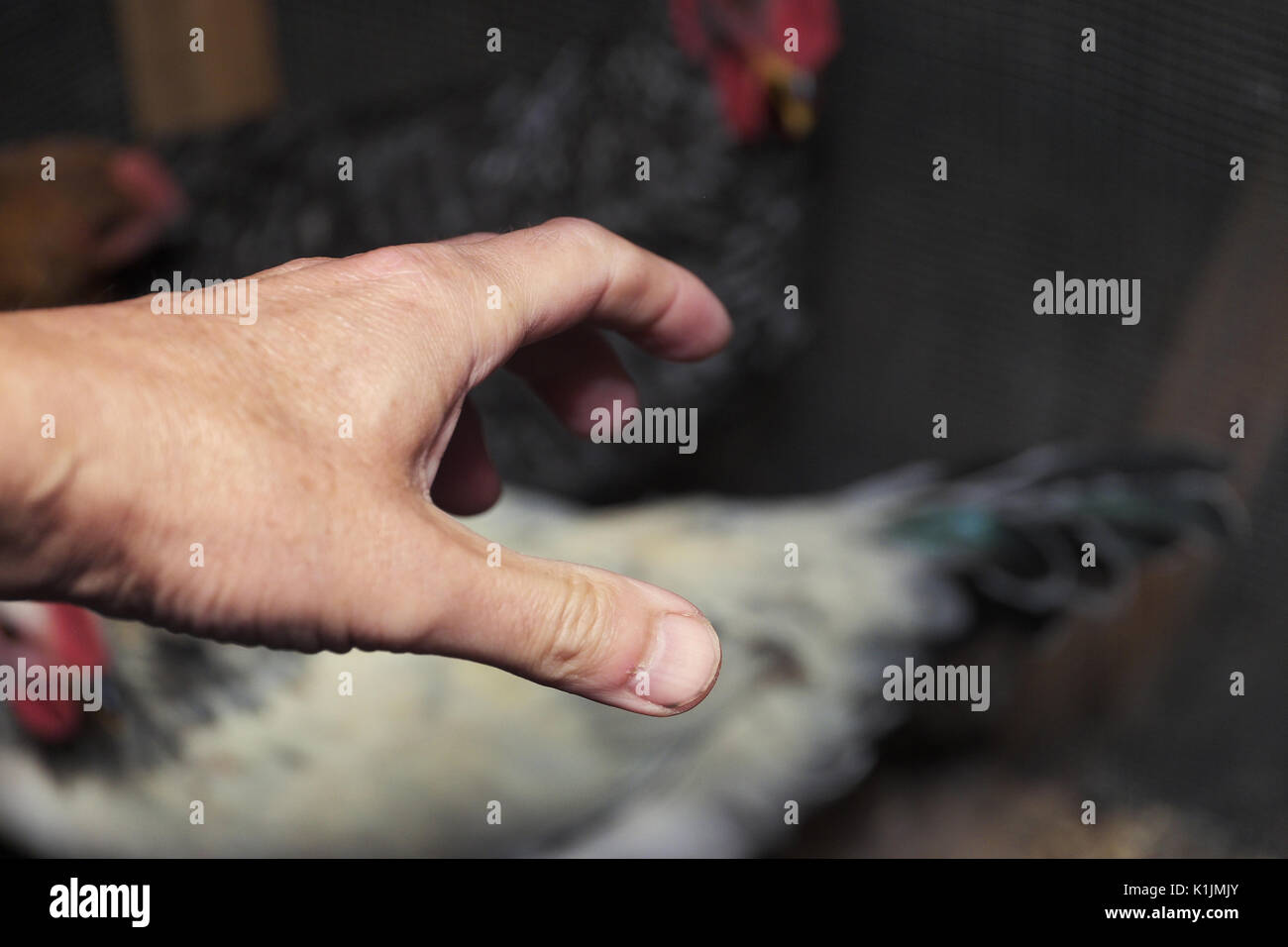 Chicken thief hi-res stock photography and images - Alamy