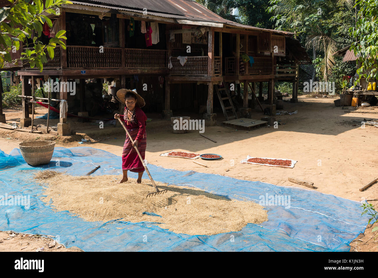 A woman from Lakkana village uses rakes to spread rice grains for ...