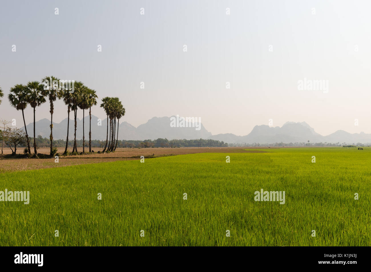 A brightly green rice field outiside Lakkana village, Kayin State ...