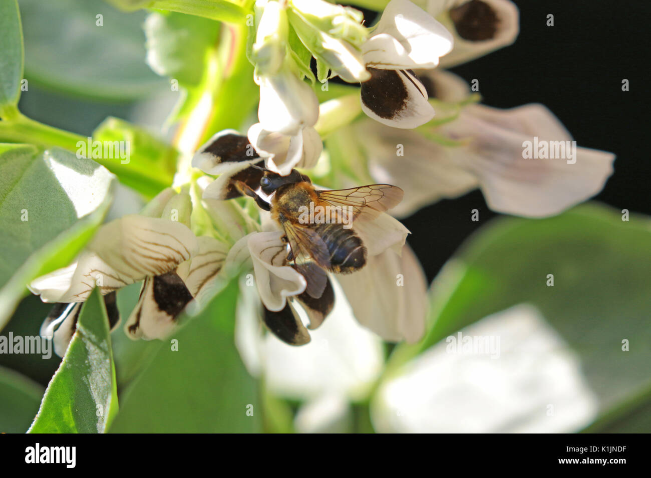 Broad bean flowers hi-res stock photography and images - Alamy