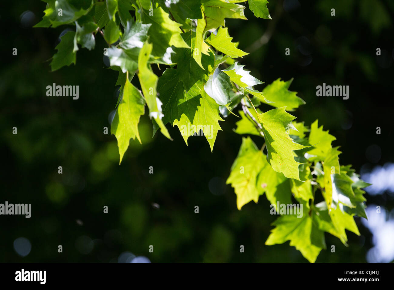 London Plane Tree Leaf High Resolution Stock Photography and Images - Alamy