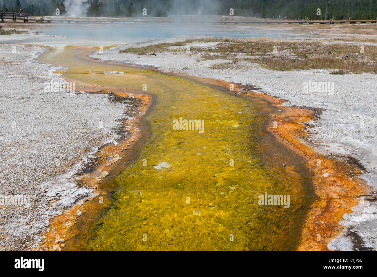 Yellow Sulfur Trail from Hot Springs in Yellowstone with tourists ...