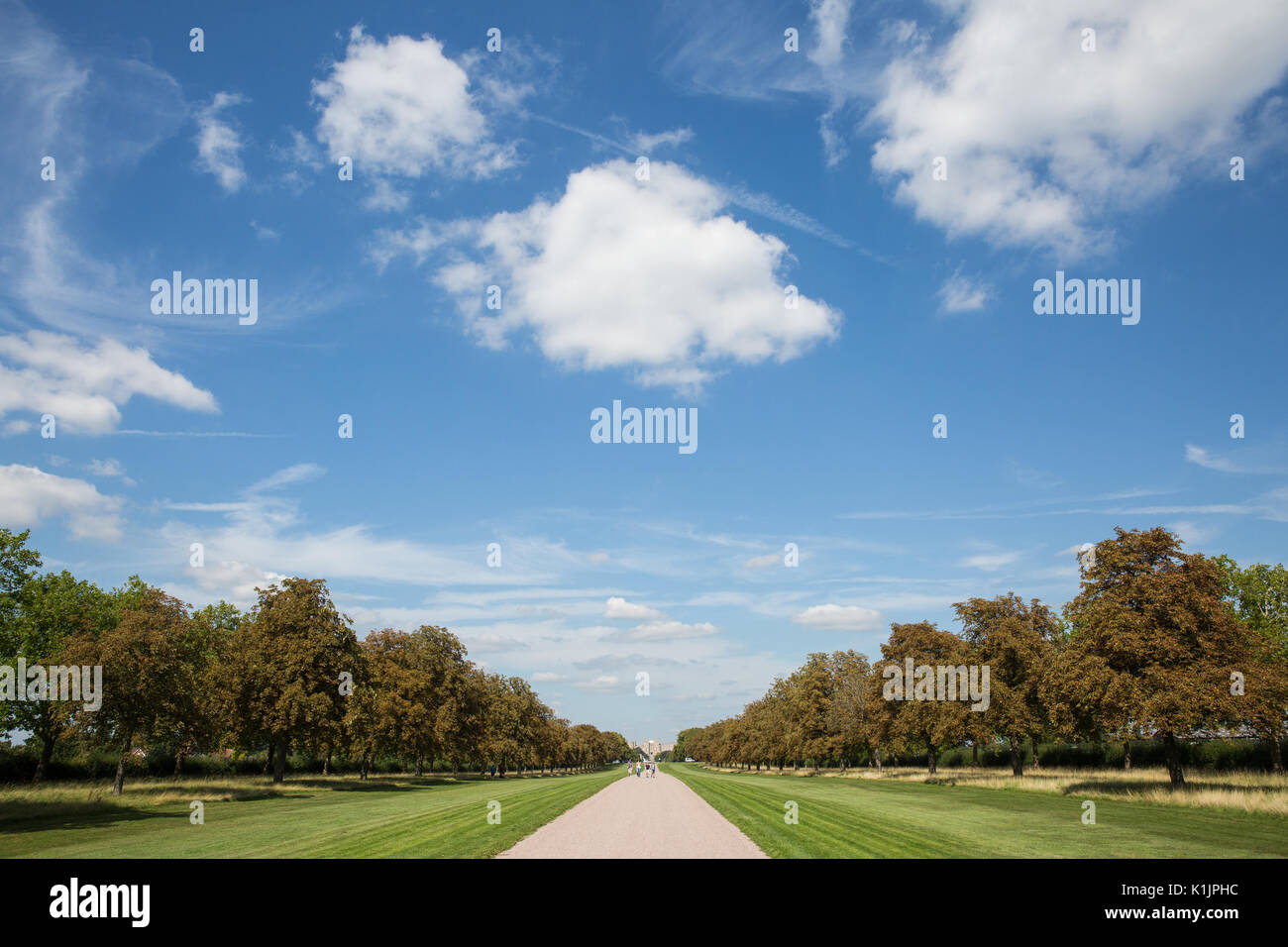 Trees along the long walk at windsor castle hi-res stock photography ...