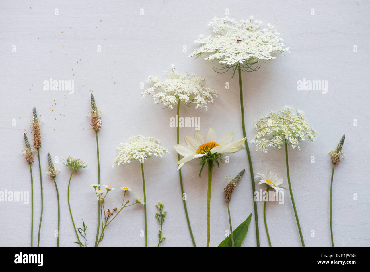 Delicate stem hi-res stock photography and images - Alamy