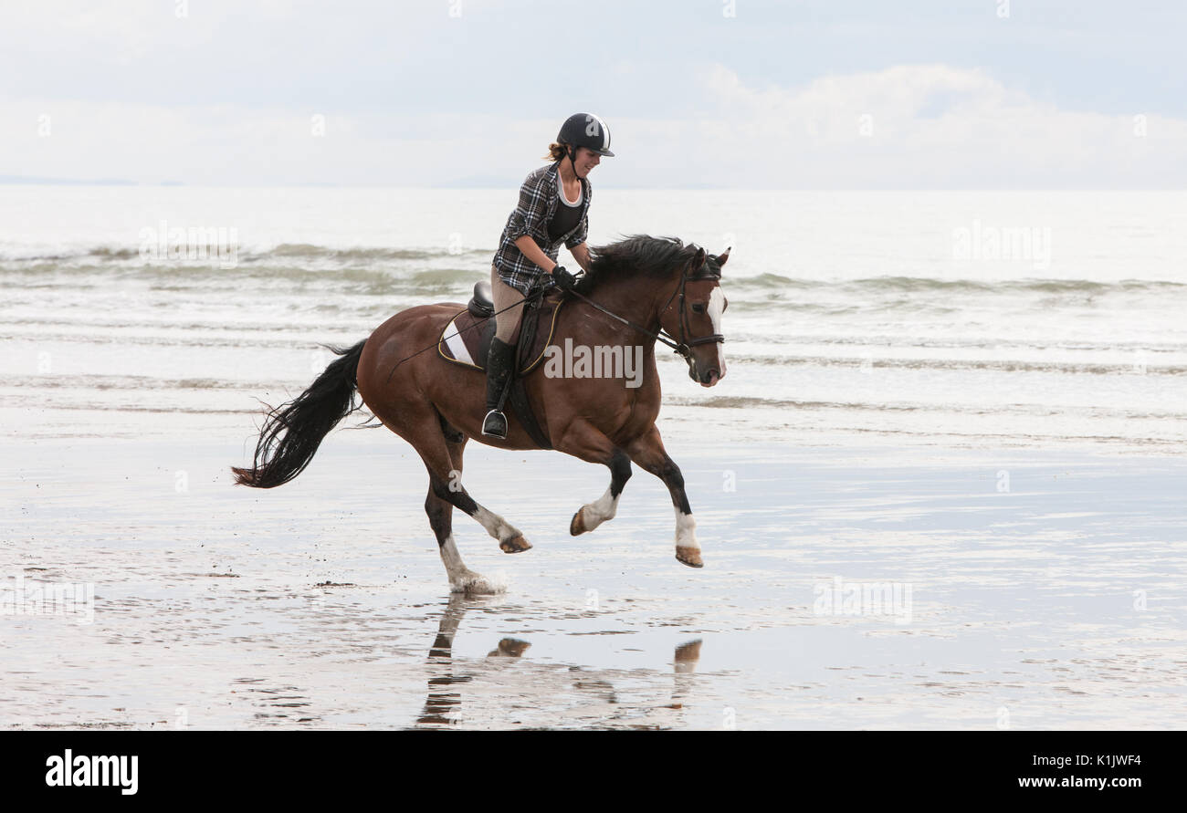 Horse being ridden uk hi-res stock photography and images - Alamy