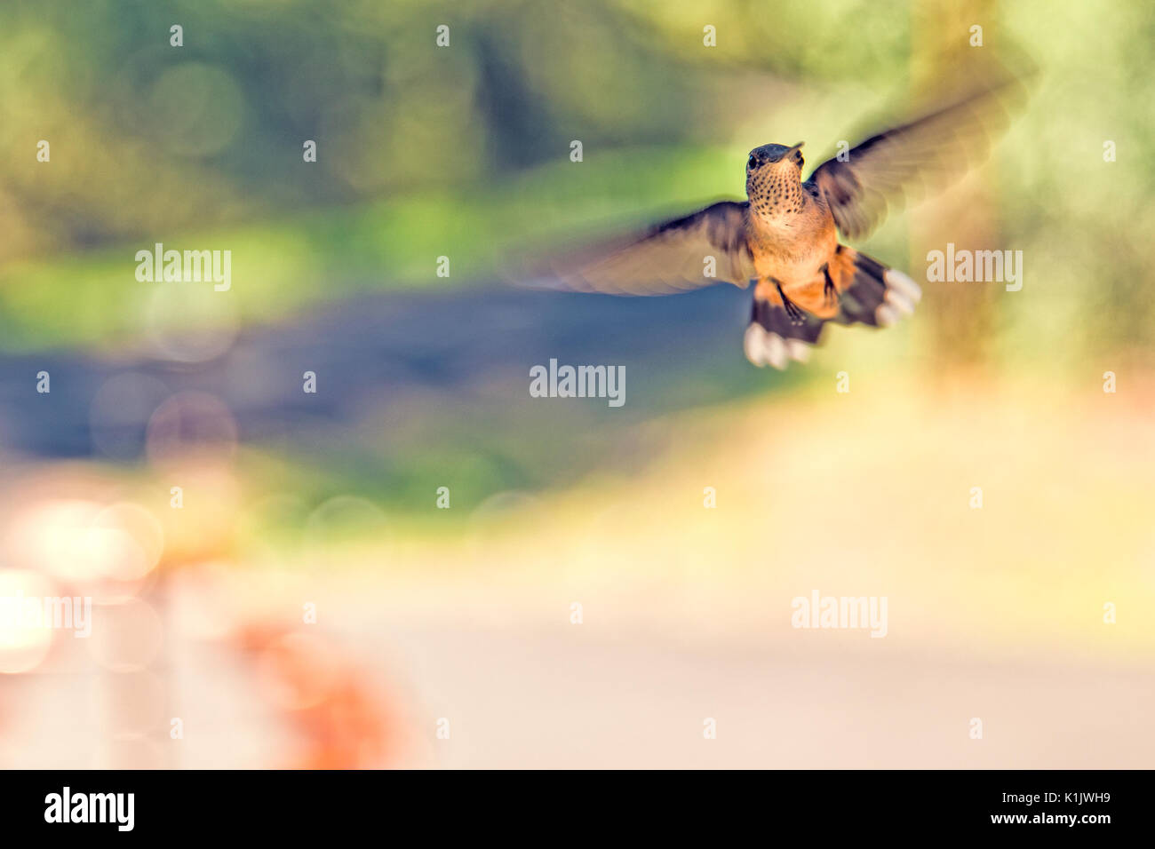 Angry bird hi-res stock photography and images - Alamy