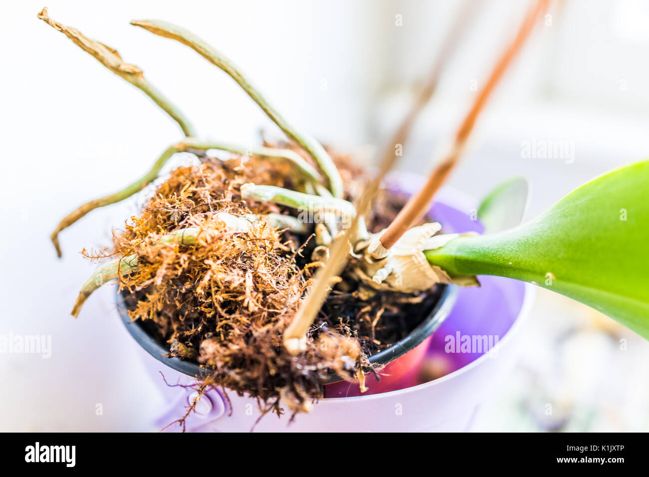 Orchid roots hi-res stock photography and images - Alamy