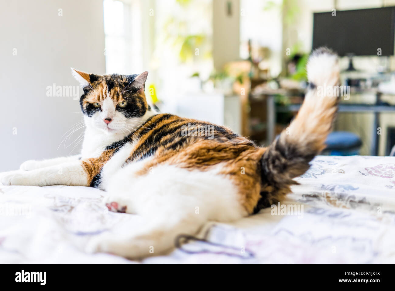 Angry calico cat lying on edge of bed wagging tail Stock Photo - Alamy