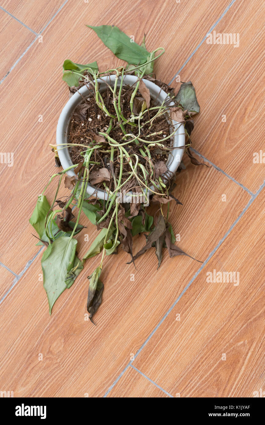 top view faded plant on floor Stock Photo - Alamy