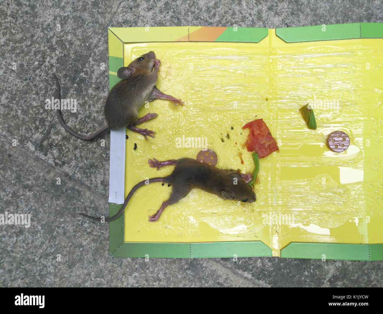 Mice Catcher High Resolution Stock Photography and Images - Alamy