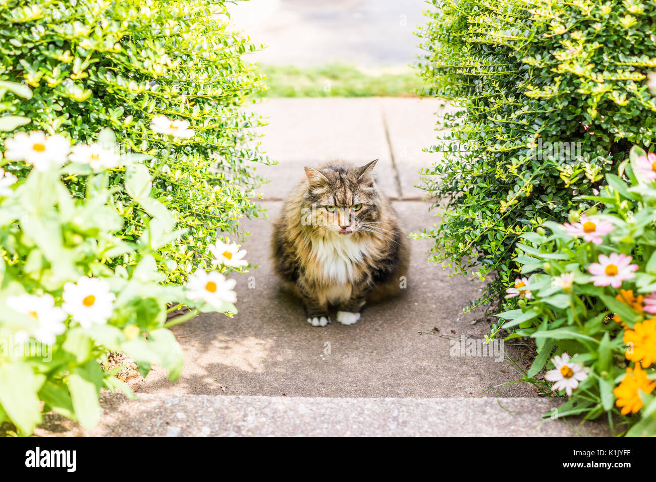 Fluffy Large Maine Coot Cat Sitting Outside By Flowers In Summer Porch