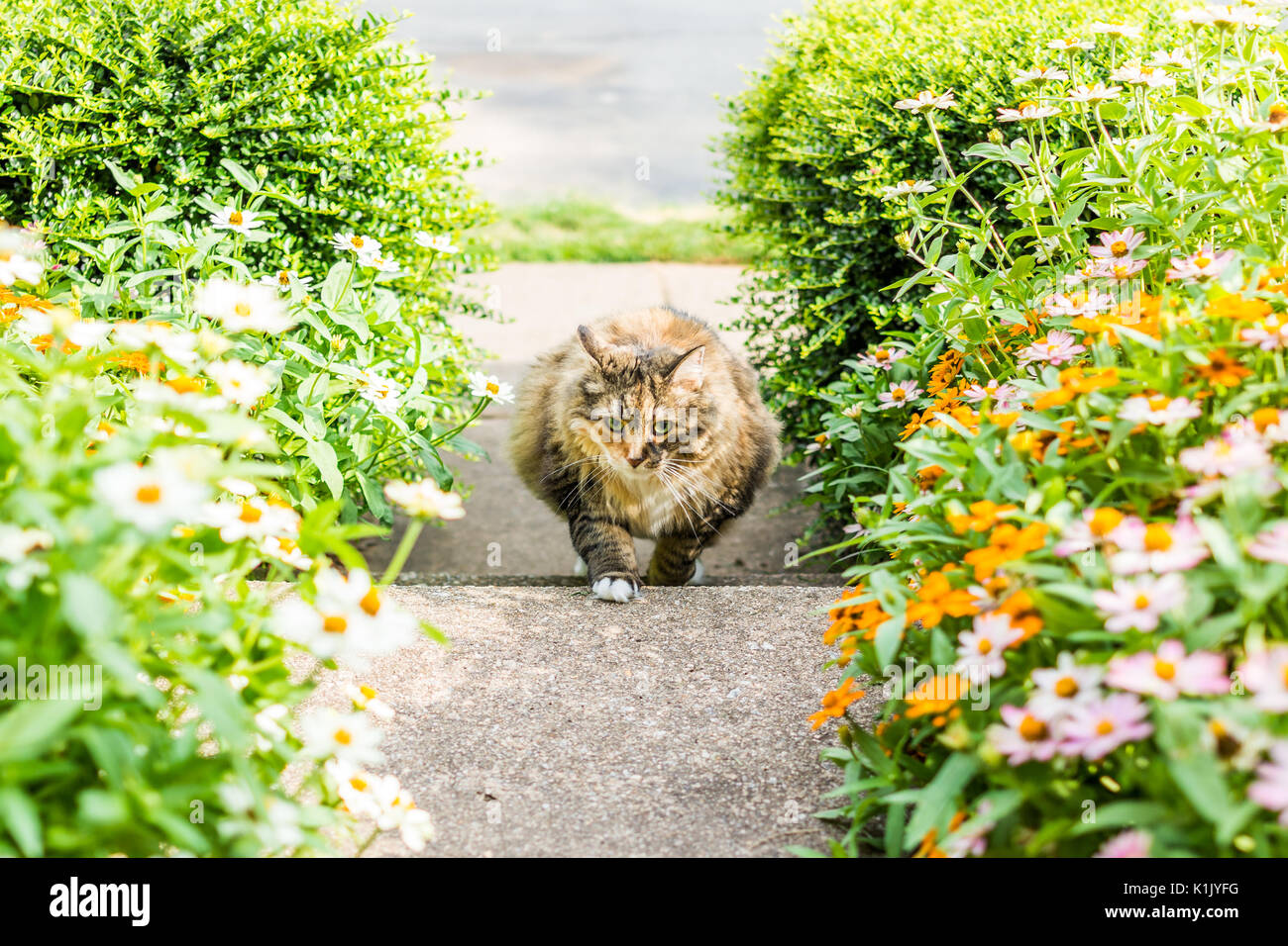Fluffy, large maine coot cat walking outside by flowers in summer porch ...