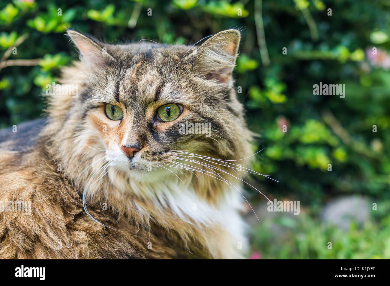 Closeup portrait of Fluffy, large maine coot cat face outside by green ...