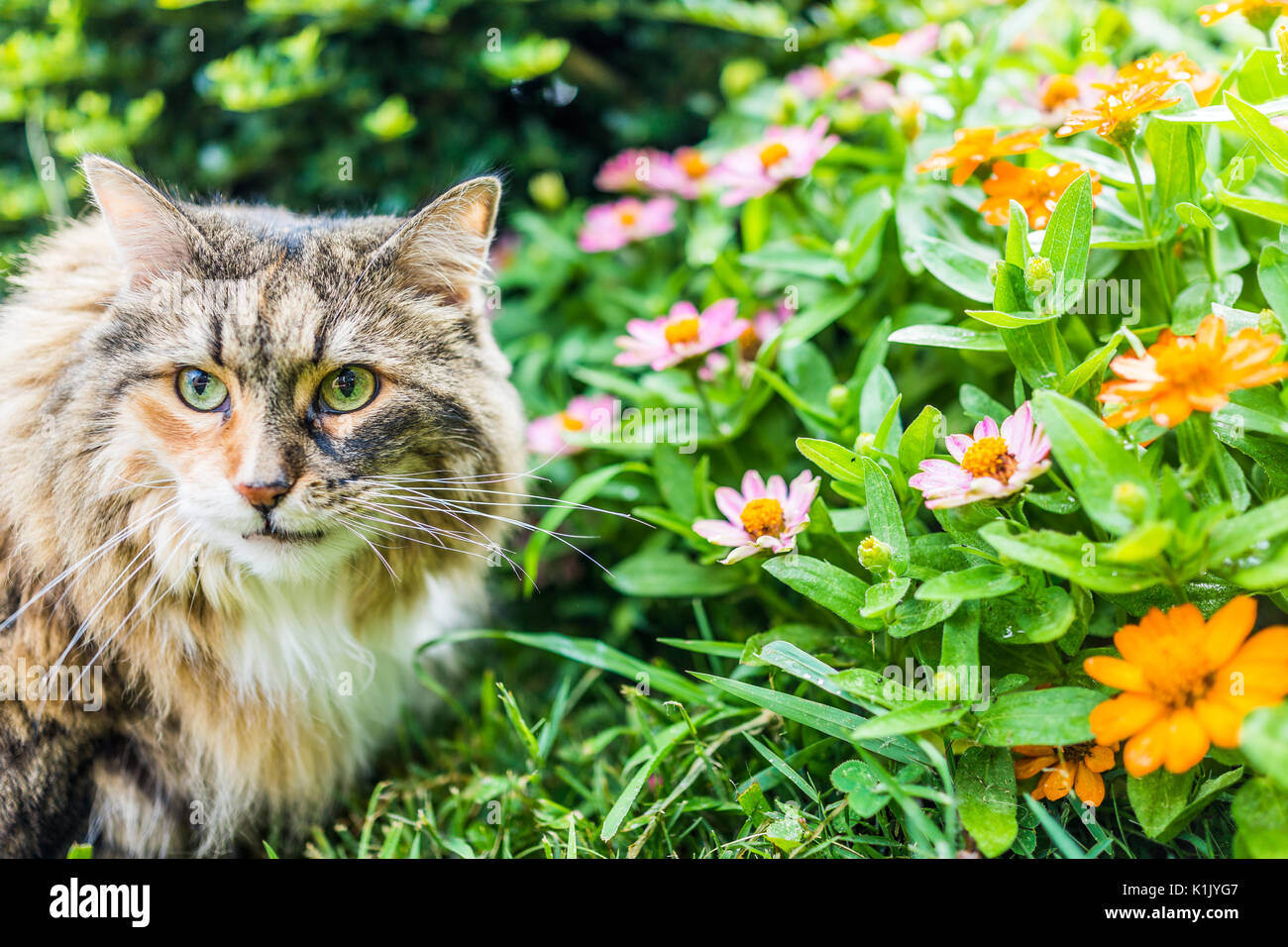Closeup Side Profile Portrait Of Fluffy Large Maine Coot Cat Face Outside Eating Green Grass In