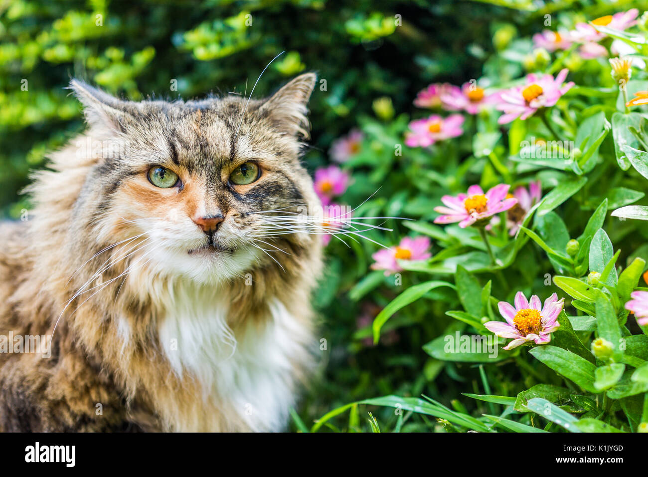 Closeup portrait of Fluffy, large maine coot cat face outside by green ...