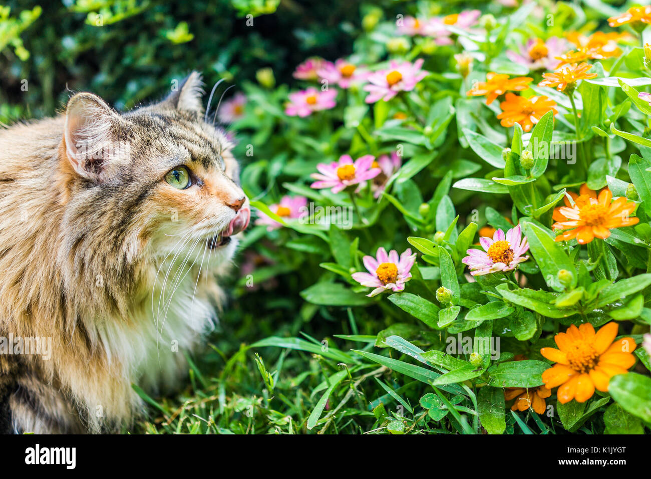 Closeup side profile portrait of Fluffy, large maine coot cat face ...