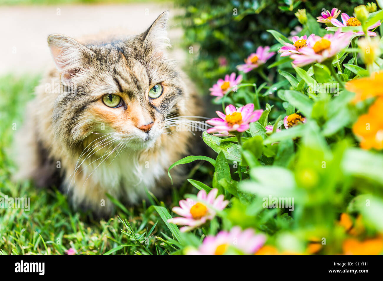 Closeup portrait of Fluffy, large maine coot cat face outside by zinnia ...