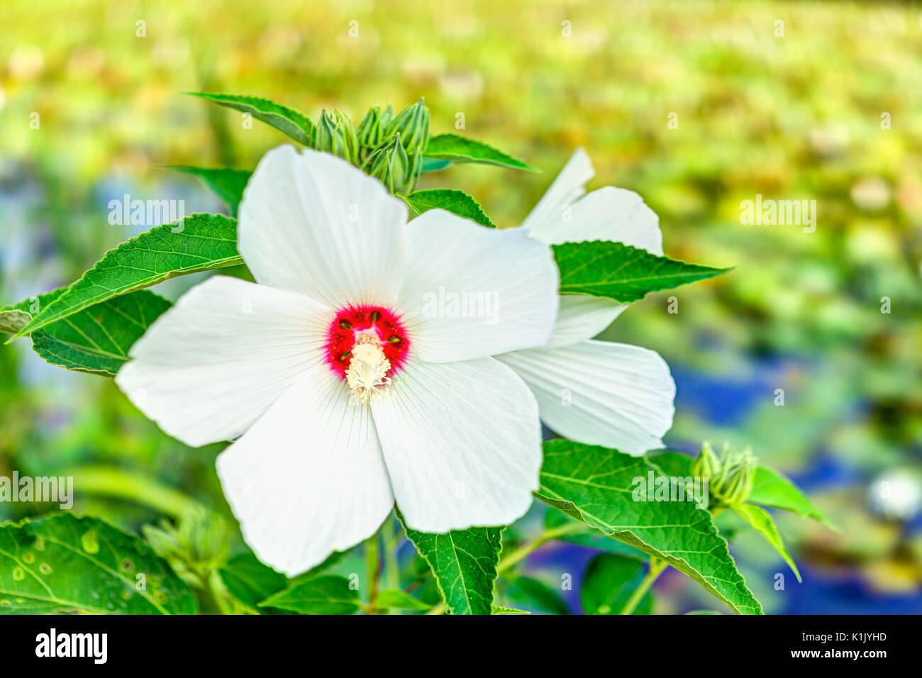 Closeup of white and red malva flower showing detail, texture and bokeh ...