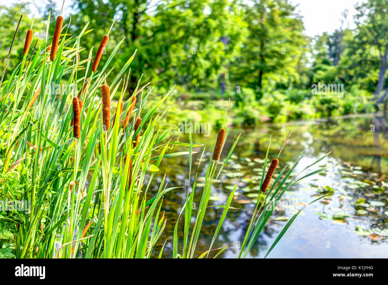 Pond and cattails in summer in Kenilworth Park and Aquatic Gardens ...