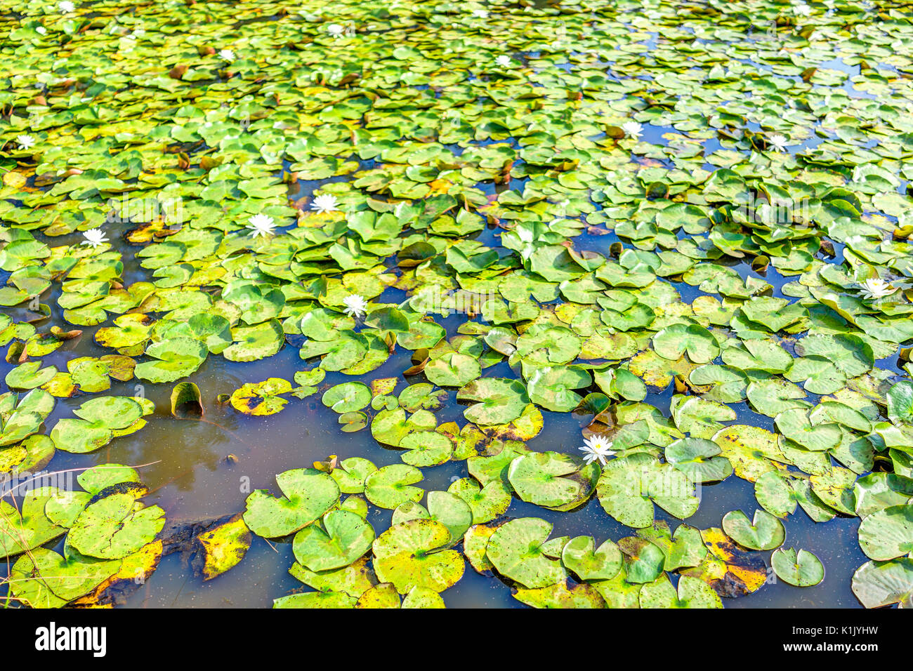 Lily Pads Pond Flowers High Resolution Stock Photography and Images - Alamy