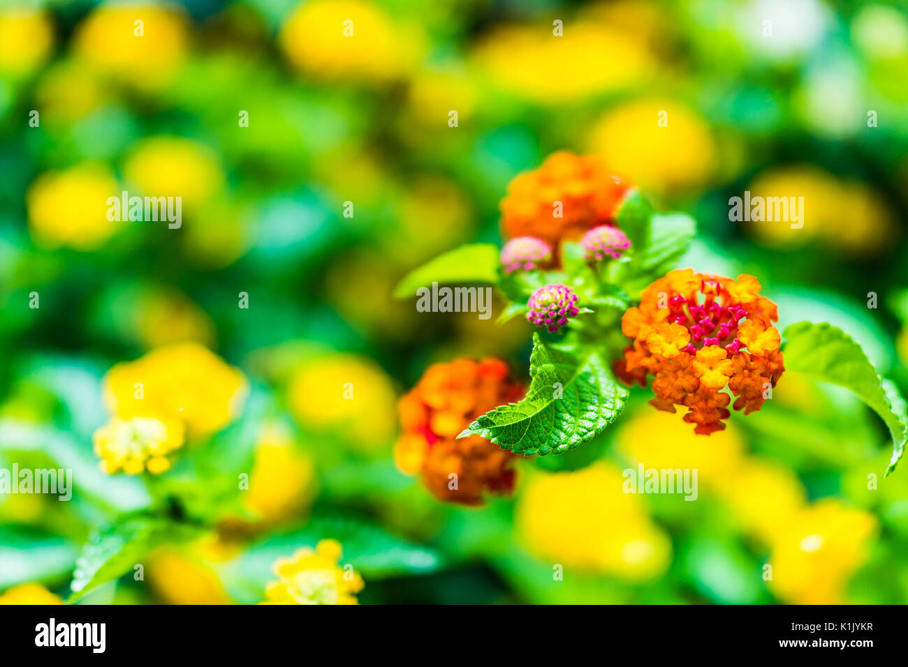 Macro closeup of red and yellow lantana flower plants showing detail ...