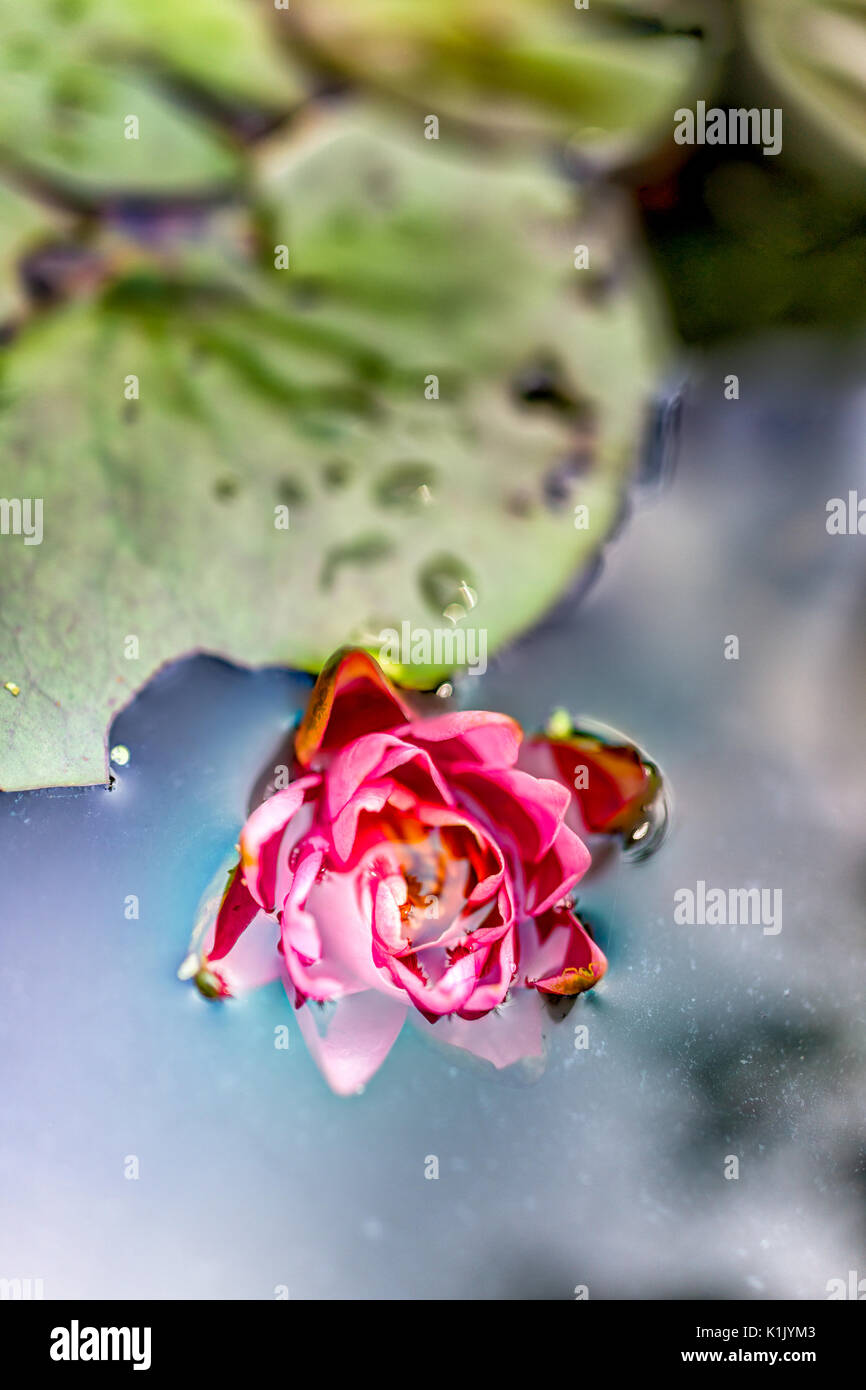 Red peace lily hi-res stock photography and images - Alamy