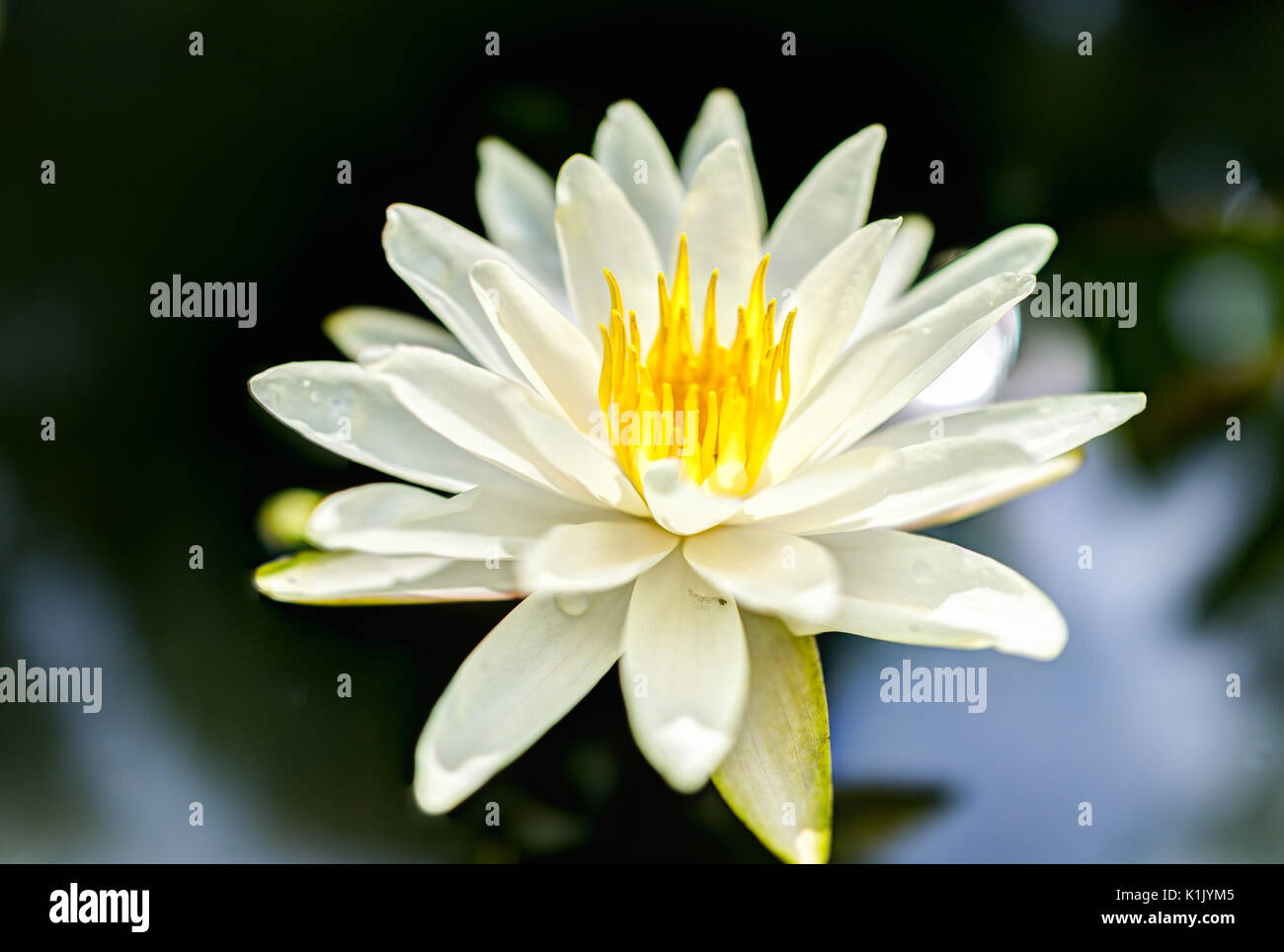 Open lily flower hi-res stock photography and images - Alamy