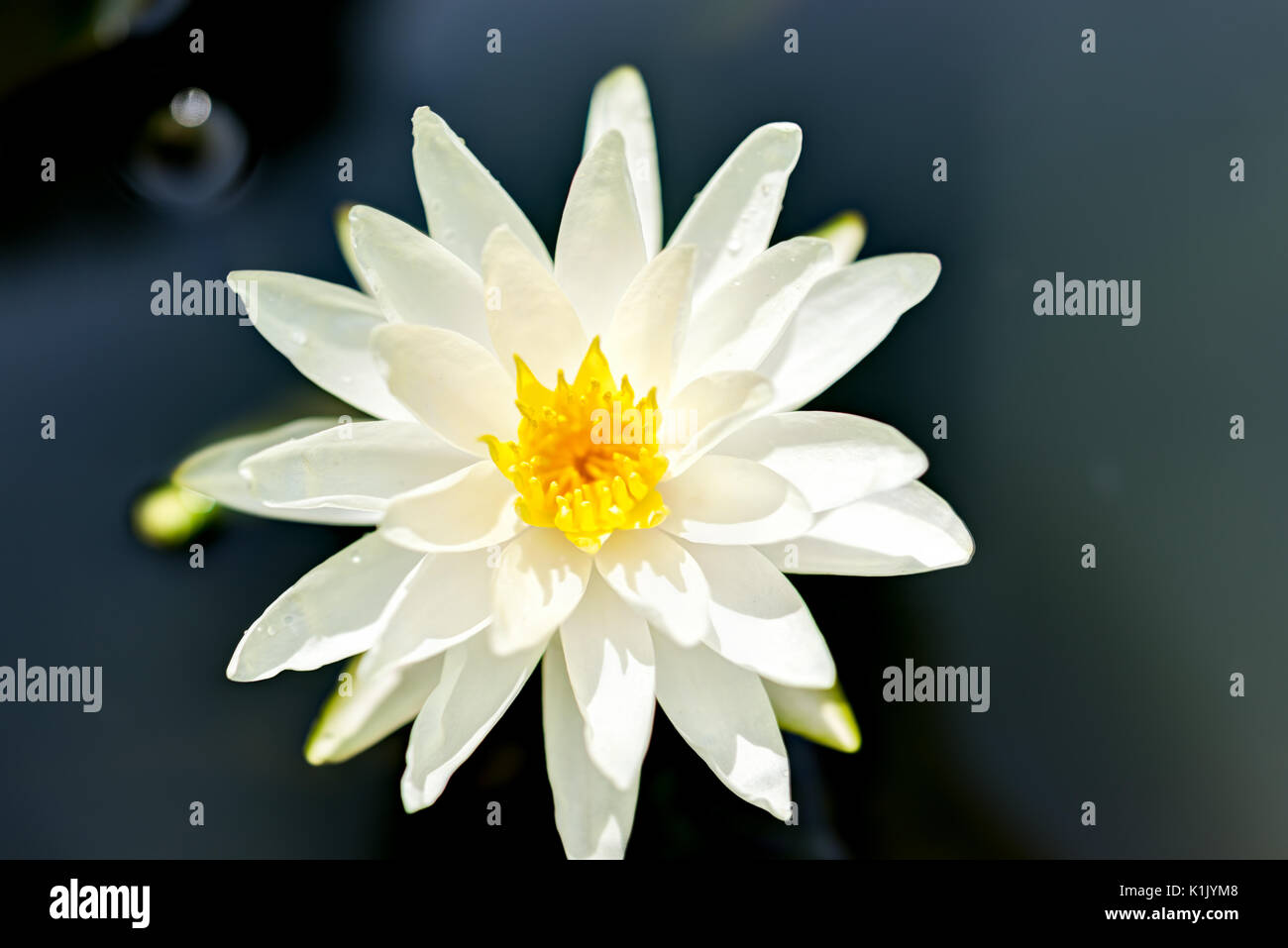 Lotus flower side view hi-res stock photography and images - Alamy