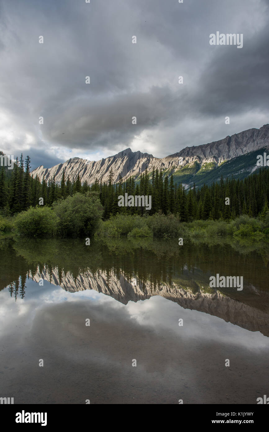 Ghost forest alberta hi-res stock photography and images - Alamy