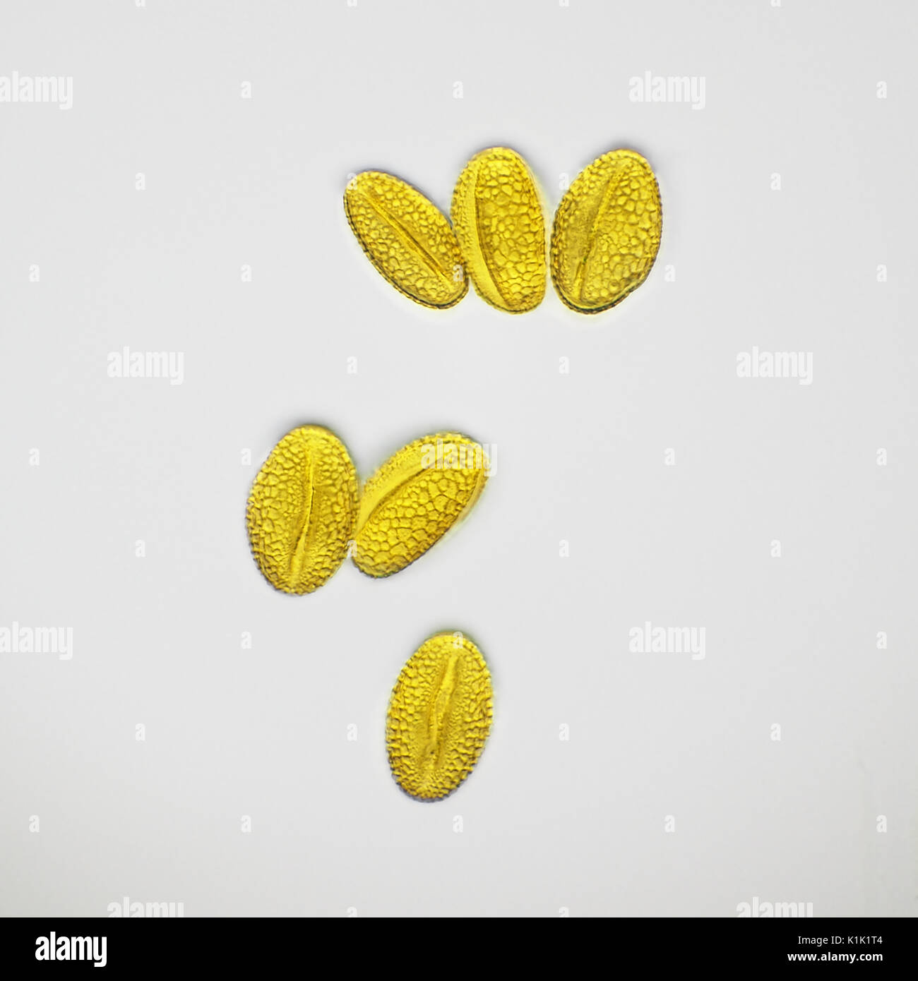 American pussy willow (Salix discolor) pollen, bright field micrograph ...