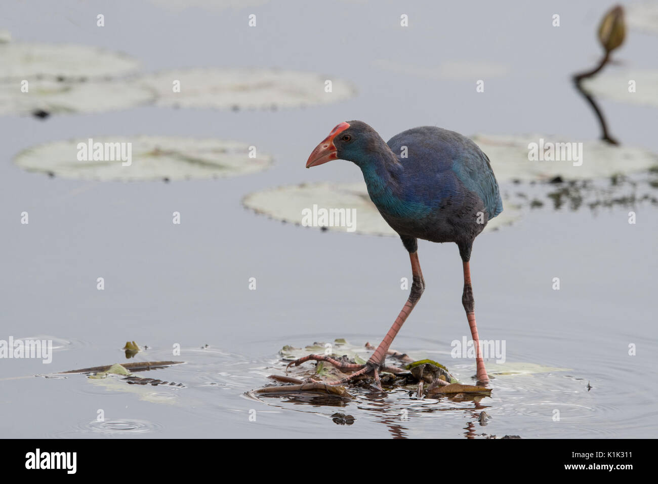 Grey-headed swamphen (Porphyrio poliocephalus) is a species of swamphen ...