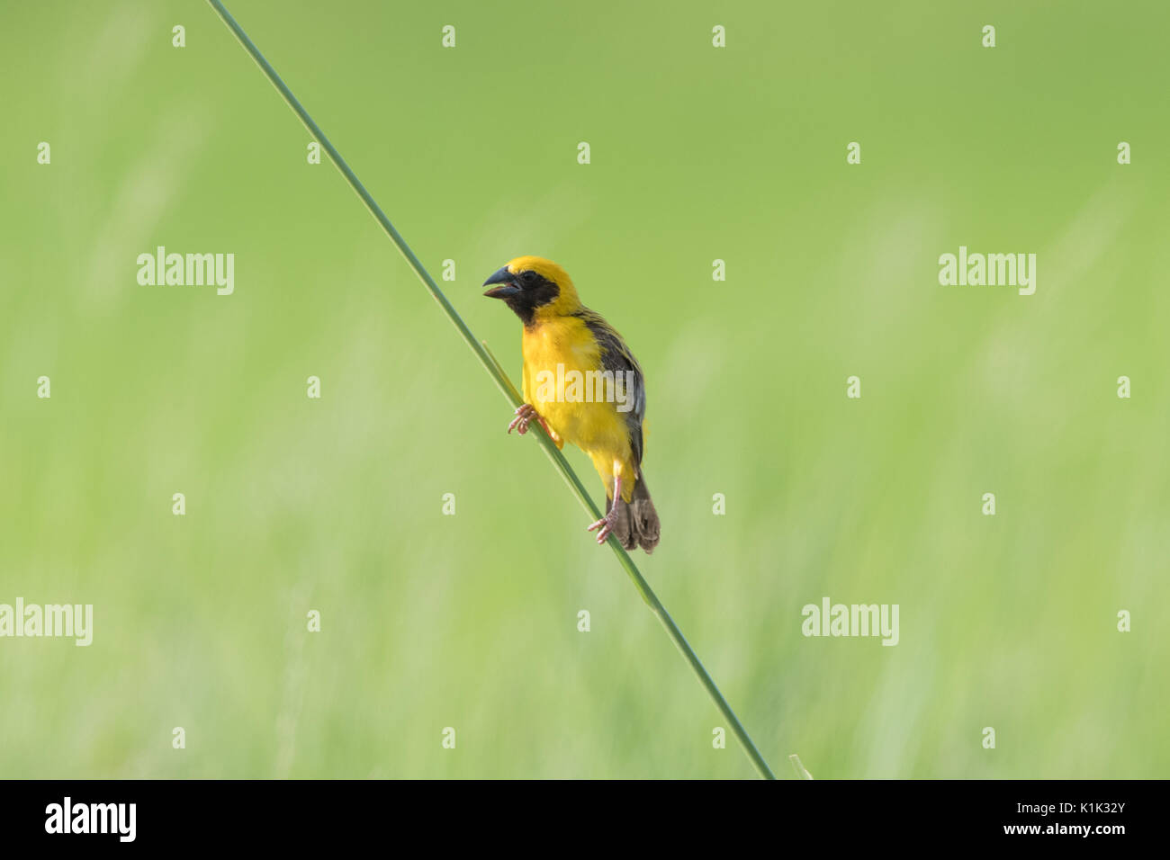 The Asian golden weaver (Ploceus hypoxanthus) is a species of bird in ...