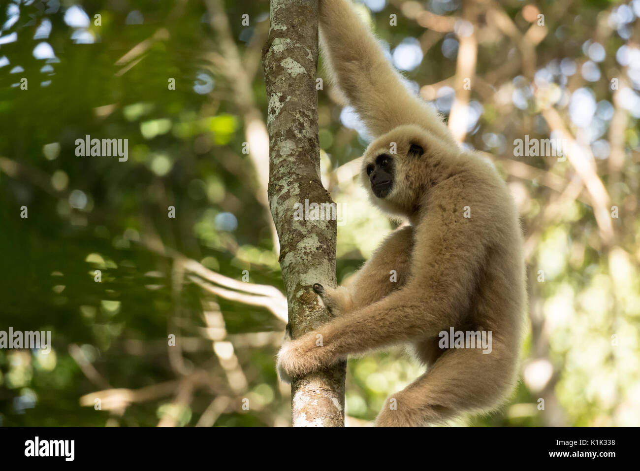 The lar gibbon (Hylobates lar), also known as the white-handed gibbon ...