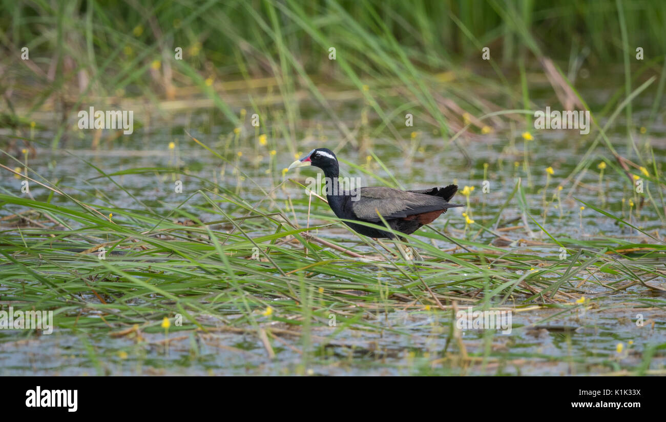 Bronze-winged jacana (Metopidius indicus) female Stock Photo - Alamy