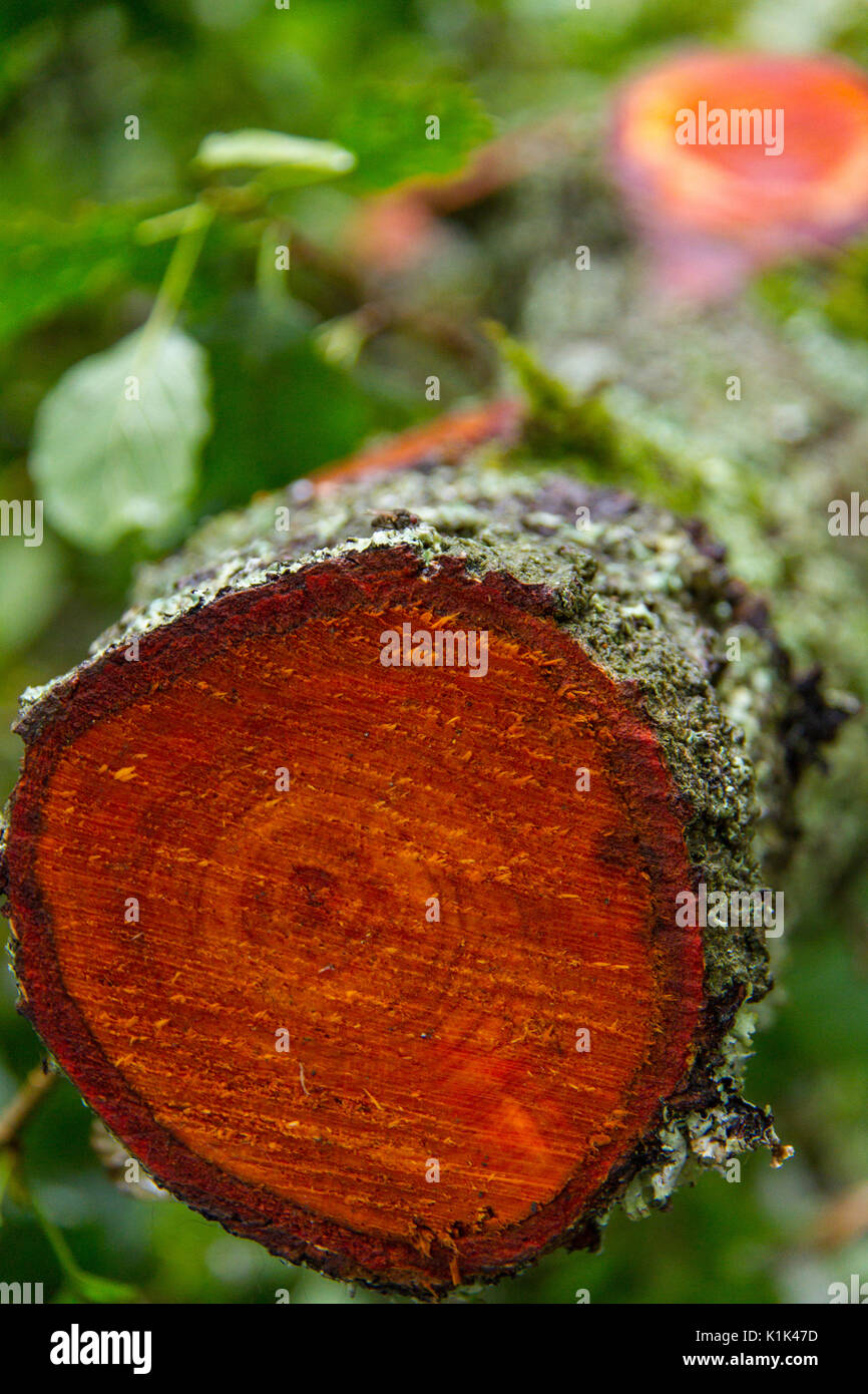 Recently sawed tree trunk orange cross section in woods in Keswick, UK ...