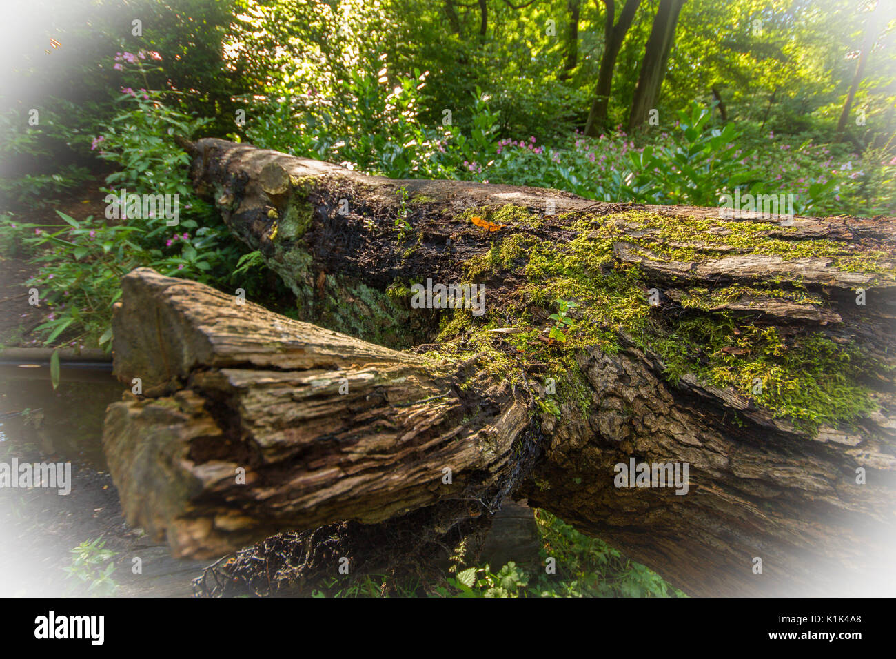Fallen tree logs lying on the forest floor at Heaton Park in Manchester ...