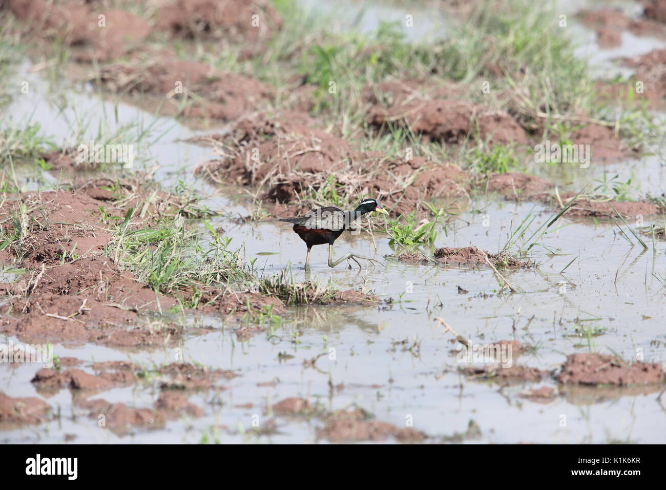 Bronze-winged Jacana (Metopidius indicus) in Khao Yai National Park ...